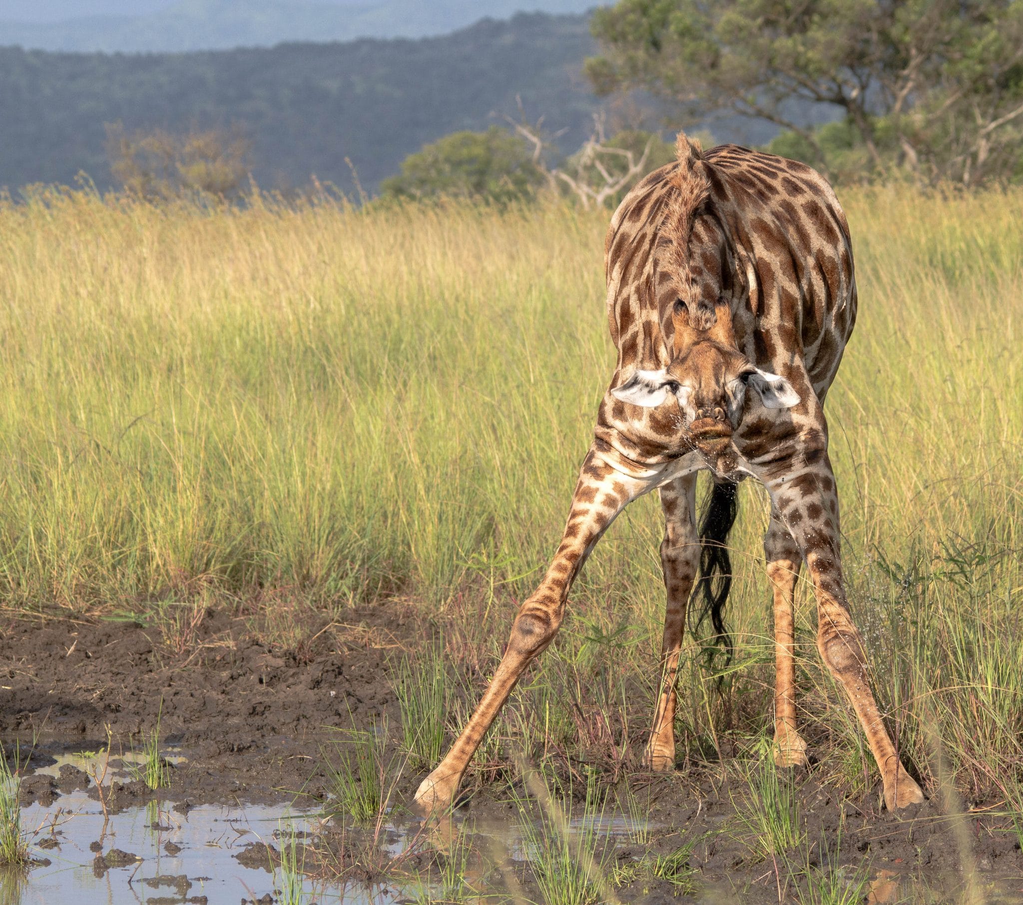 How Many Bones Are There In A Giraffe s Neck Indeladesign