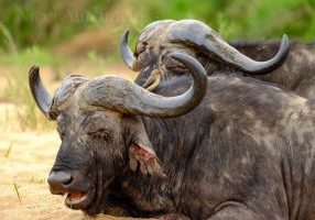 Hluhluwe Game Reserve South Africa